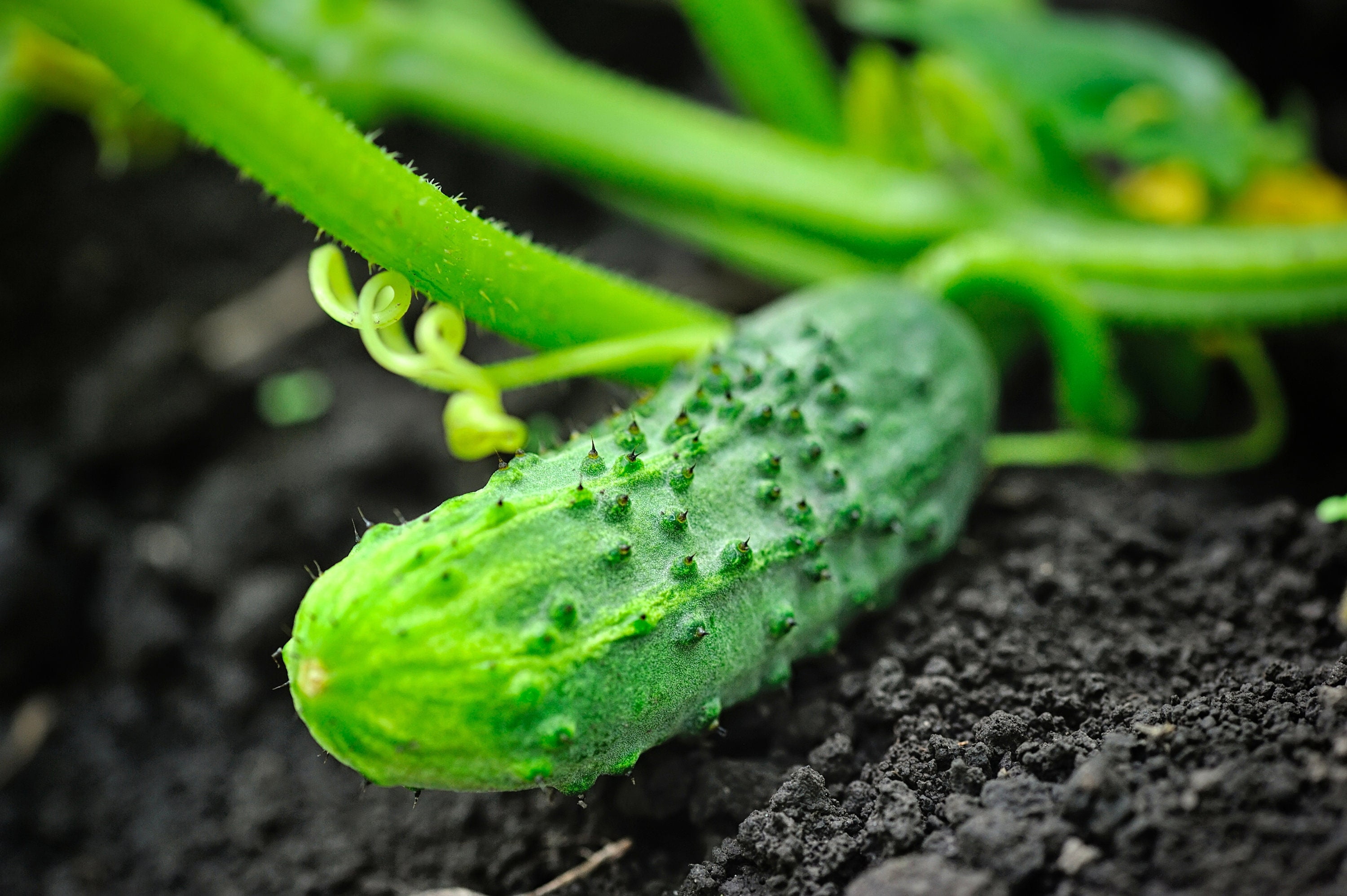 Parisian Pickling Pickler French Cornichon Cucumber Heirloom Premium ...