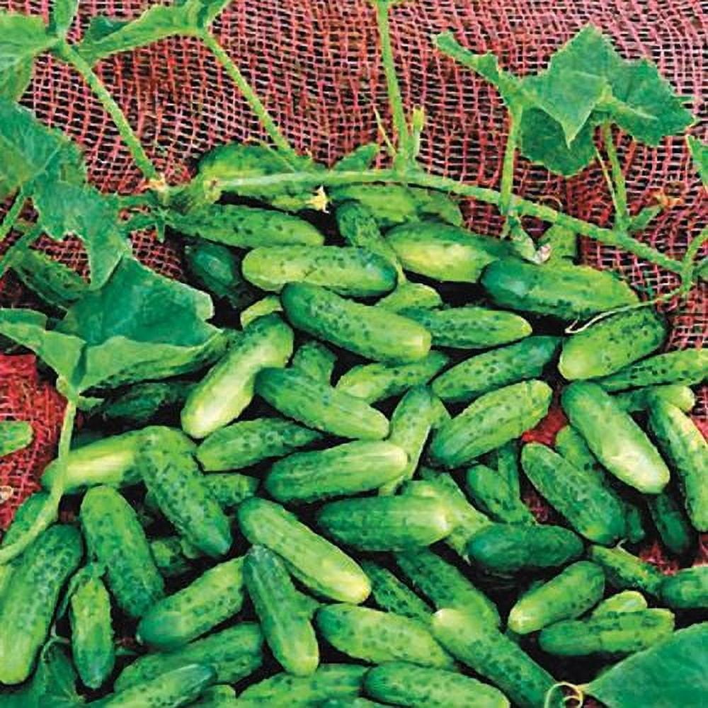 Park Seed Alibi Cucumber Seeds, High-Yield, Space Saving, Pack of 30 ...