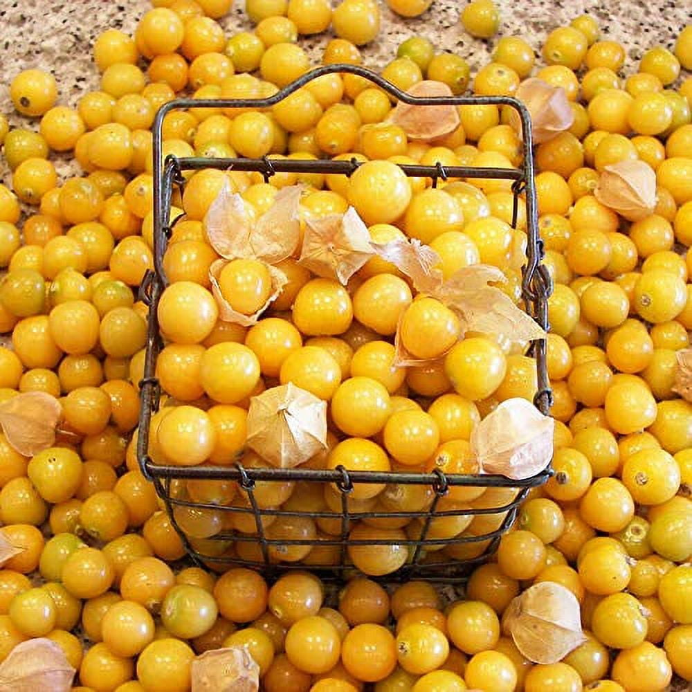 Park Seed Aunt TWE5 Molly's Ground Cherry Organic Seeds, Includes 50 ...