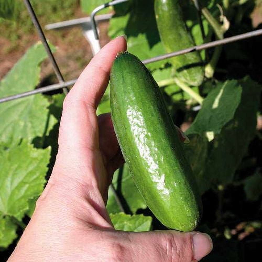 Park Seed Baby Cucumber Seeds, Gormet Mini, Pack of 10 Seeds - Walmart.com