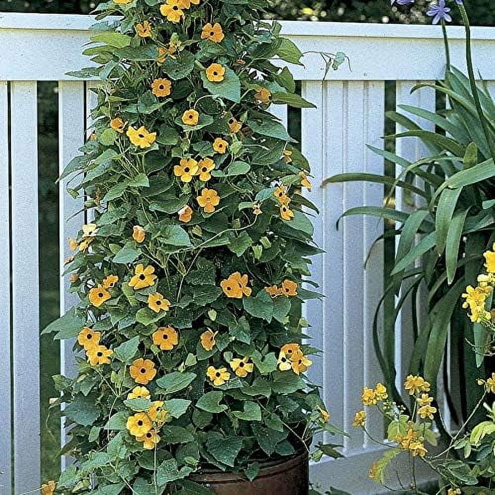 Park Seed Black-Eyed Susan Vine Seeds, 2 Pack - 25 Seeds in Each Pack ...