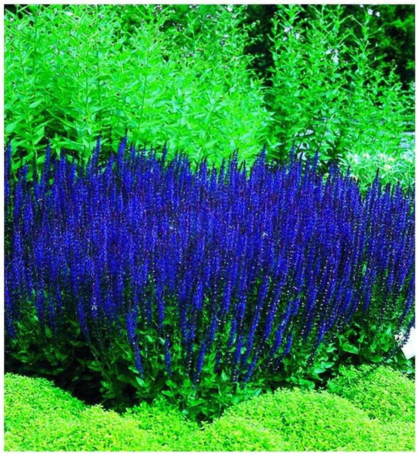 Park Seed Blue Queen Salvia Seeds, Butterfly, Hummingbird, and Bee ...