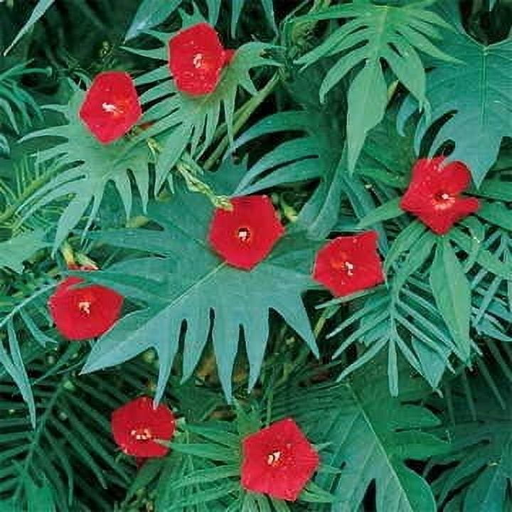 Park Seed Cardinal Climber Vine Seeds, Pack of 30 Seeds - Walmart.com