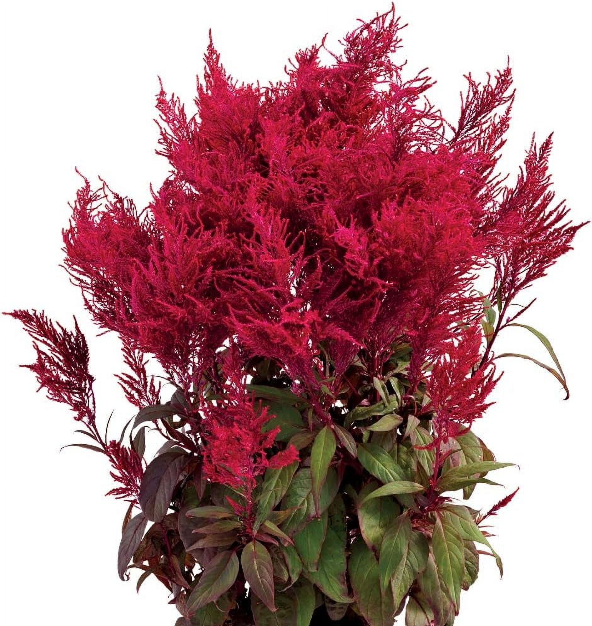 Park Seed Celosia Flower Plant Seeds, Easy to Grow, Perfect for Spring ...