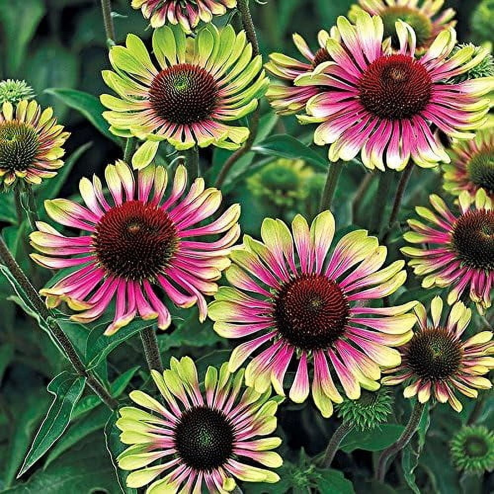Park Seed Coneflower Flowering Plant Seeds, Variety of Sizes and Colors ...