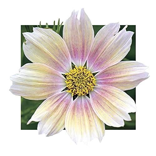 Park Seed Cosmo Flower Plant Seeds, Easy MHD1to Grow, Perfect for ...