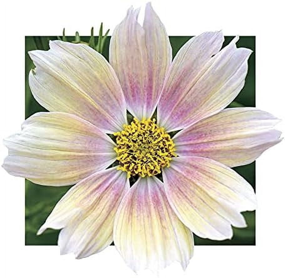 Park Seed Cosmo Flower Plant Seeds, Easy to Grow, Perfect for Spring ...