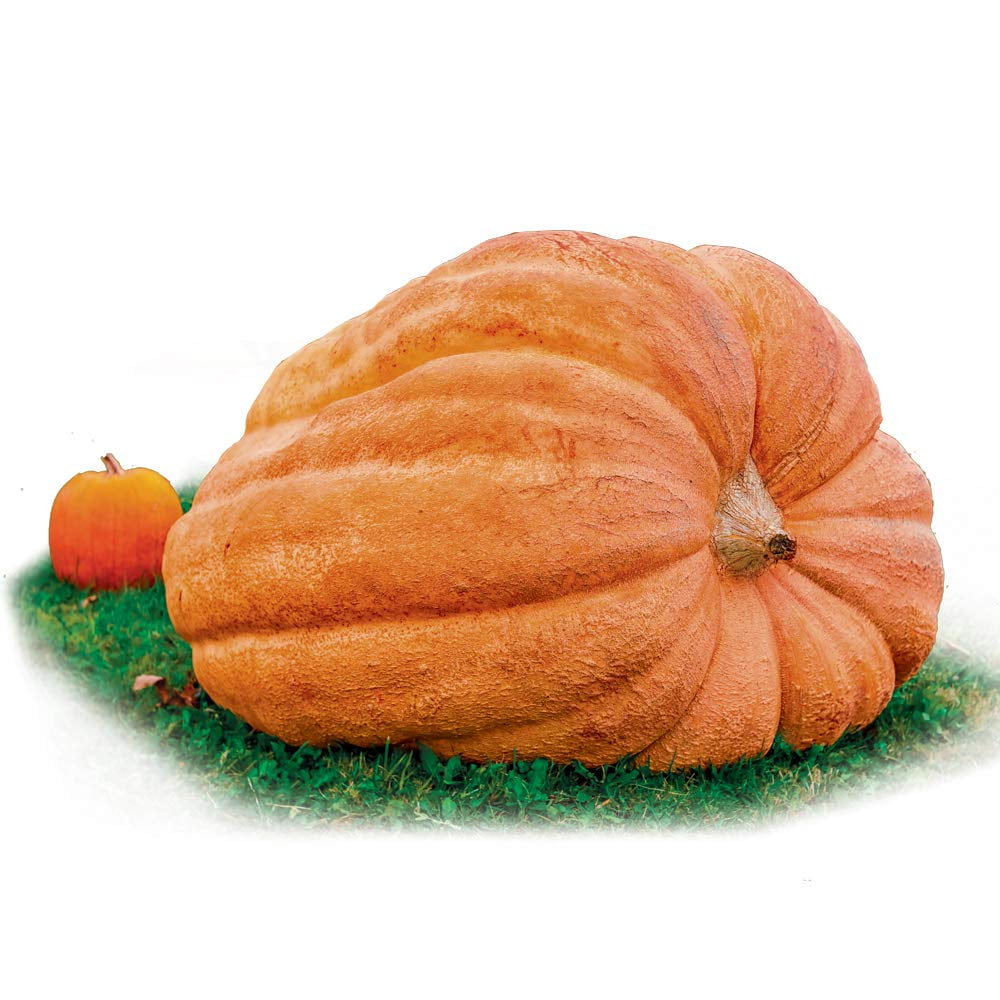 Park Seed Dill's Atlantic Giant Pumpkin MVR1 Seeds - Non-GMO, World ...