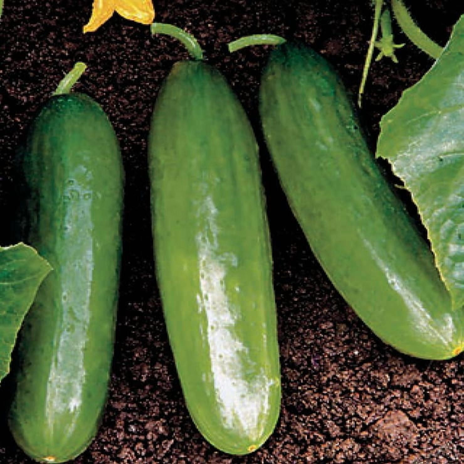 Park Seed Diva Cucumber Seeds, Tender and Delicious, Pack of 30 Seeds ...