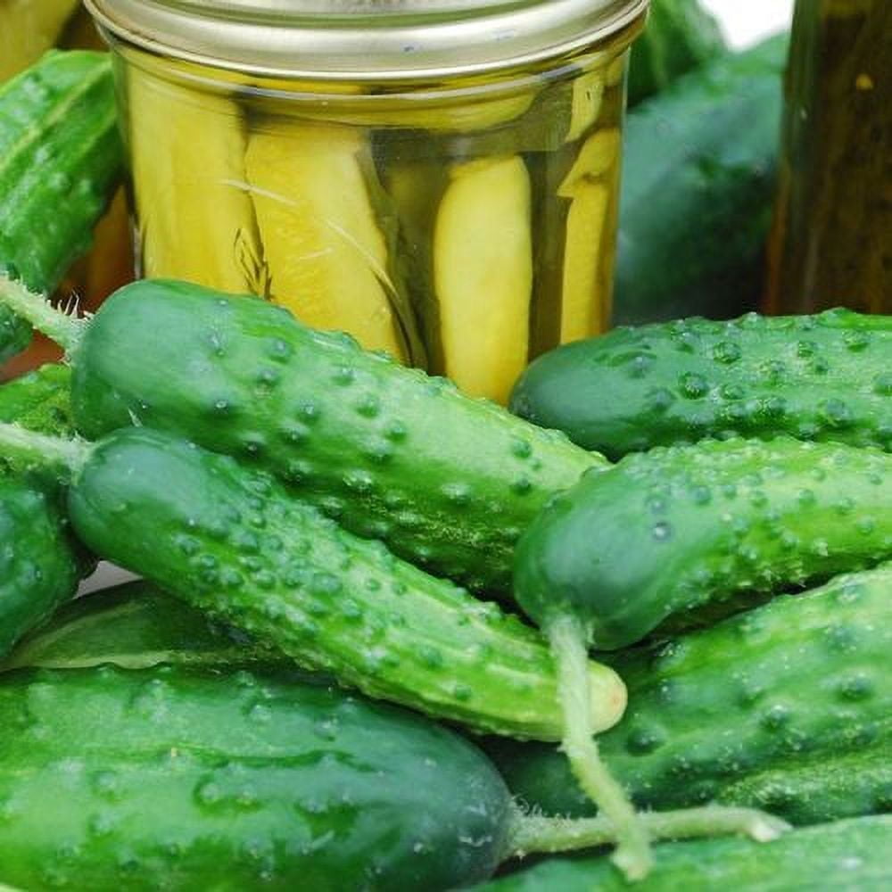 Park Seed Variety of Cucumber Seeds, Planting Cucumbers, Vegetable ...