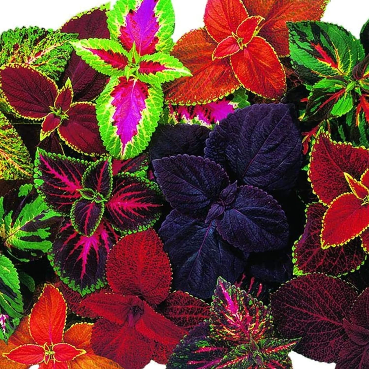 Park Seed Giant Exhibition Complete Mix Coleus Seeds, Popular Colorful ...