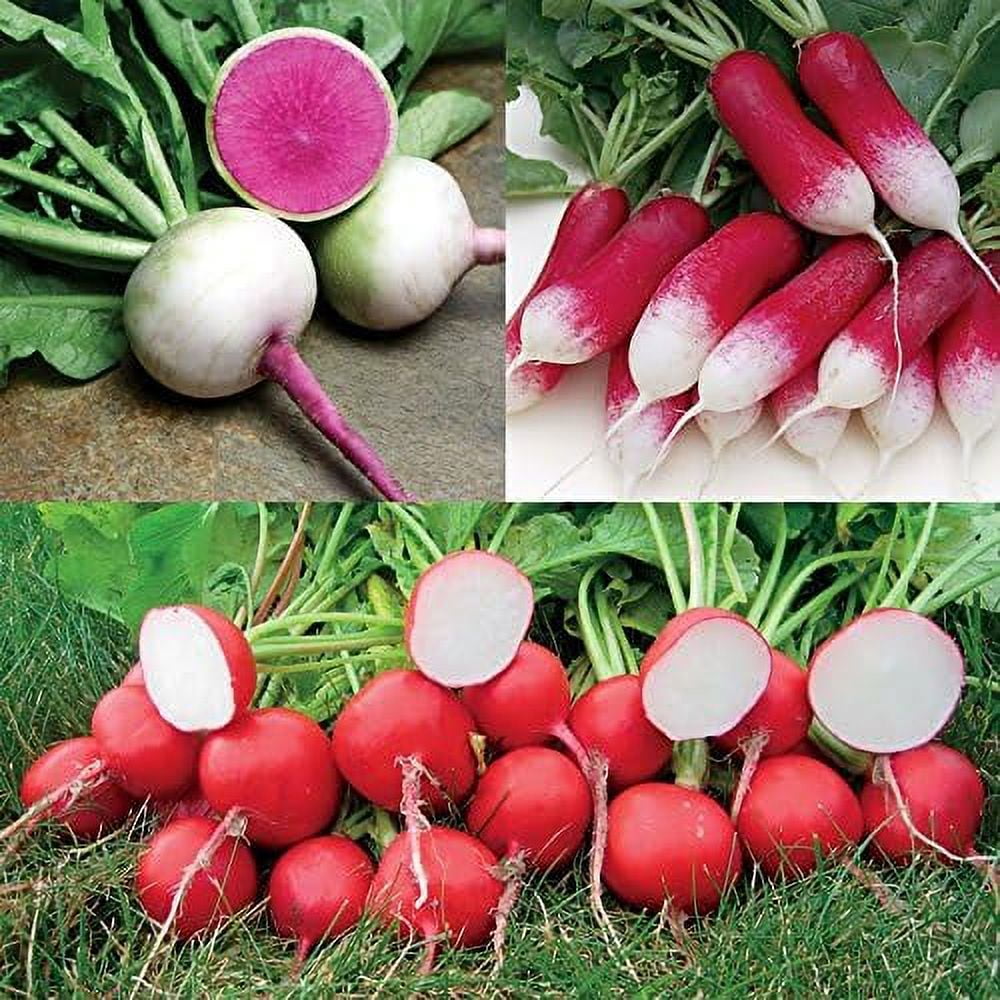 Park Seed Gourmet Radish Seed Tape Collection, 15 Feet of Tape ...