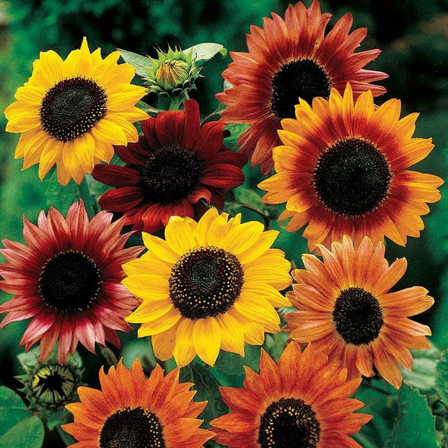 Park Seed Grow Your Own Vibrant ITL1 Annual and Perennial Wildflower ...