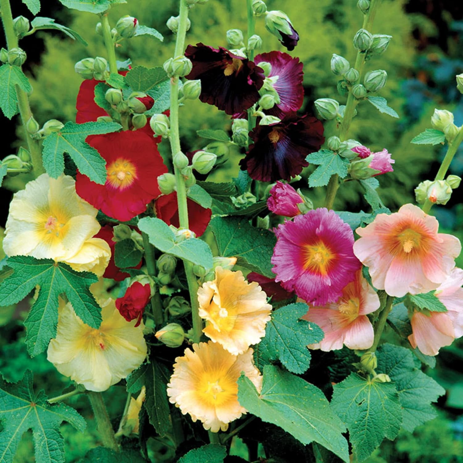 Park Seed Happy Lights Hollyhock Mix Seeds, Pack of 25 Seeds - Walmart.com
