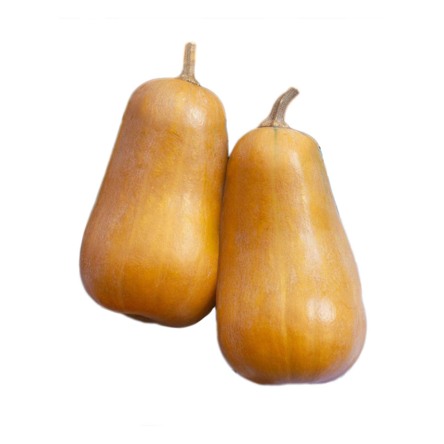 Park Seed Honeybaby Hybrid Butternut Squash MVR1 Seeds, Pack of 20 ...