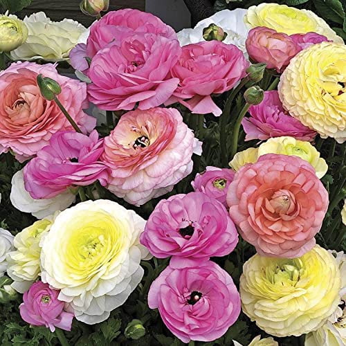 Park Seed Maché Pastel Mix Ranunculus Seeds, Romantic Cup Shaped ...