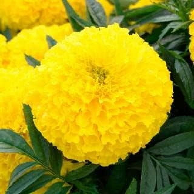 Park Seed Marigold Flowering Plant Seed, Easy to Grow, Perfect for ...