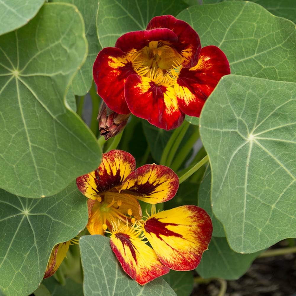 Park Seed Nasturtium Flower Plant Seeds, Easy to Grow, Perfect for ...