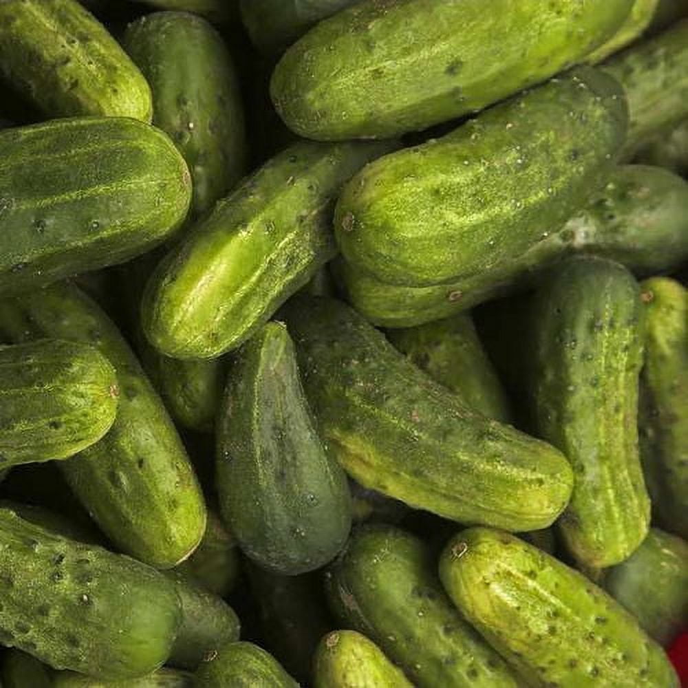 Park Seed National Pickling Cucumber Seeds, A Favorite Heirloom, Pack ...