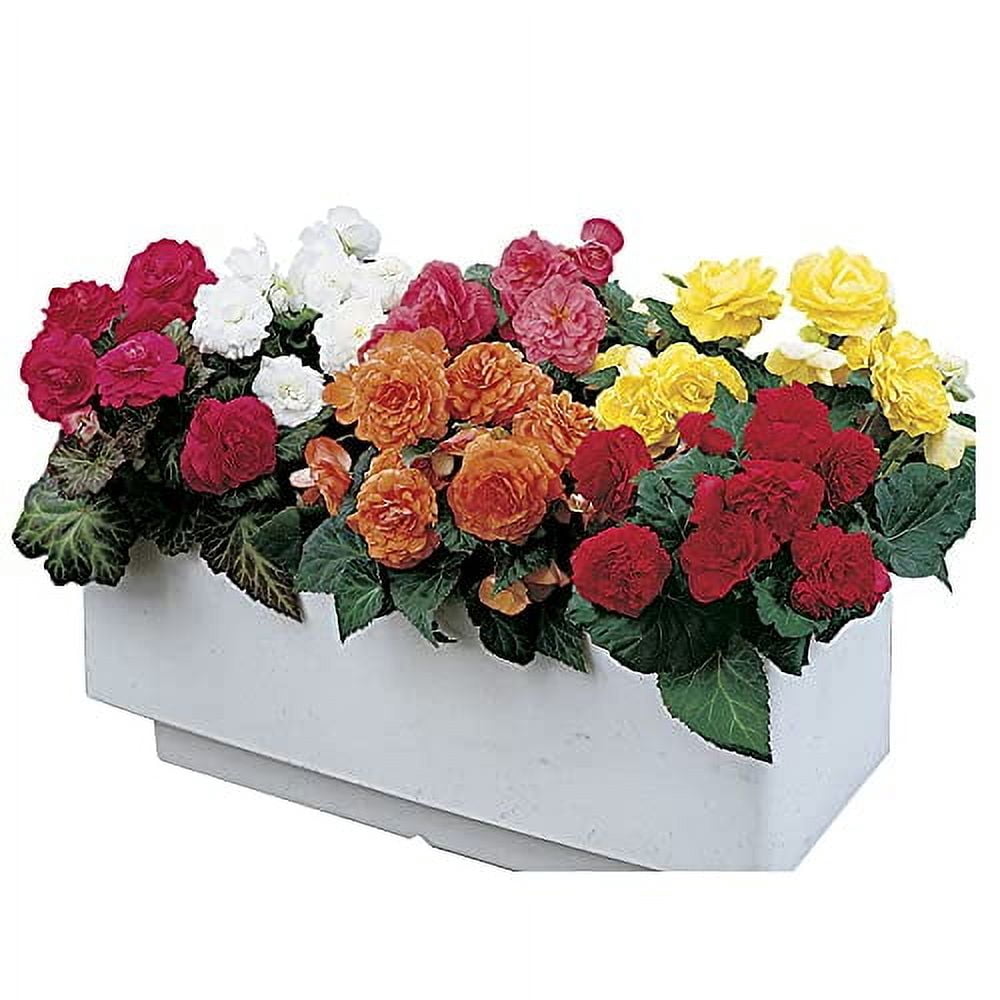 Park Seed Nonstop Mix Begonia Seeds, ITL1 Pack of 40 Seeds - Walmart.com