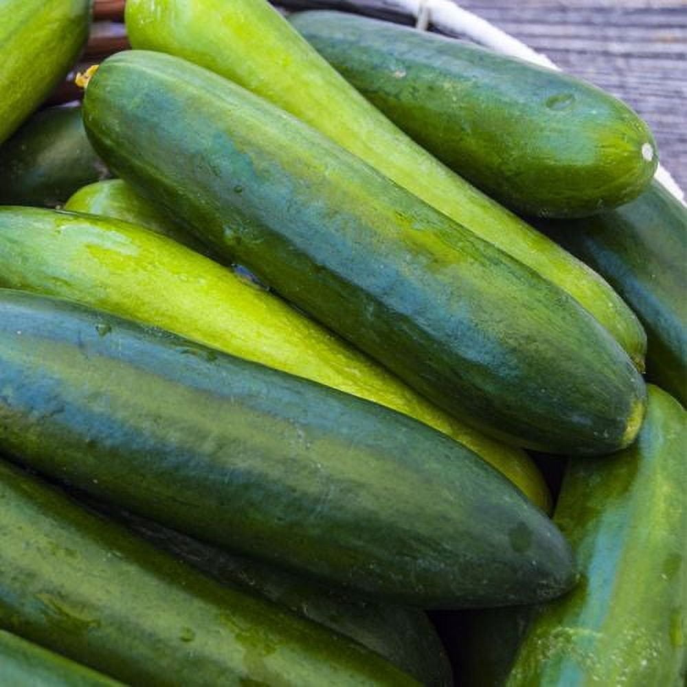 Park Seed Organic Cucumber Paraiso F1, Vigorous and Delicious, Pack of ...