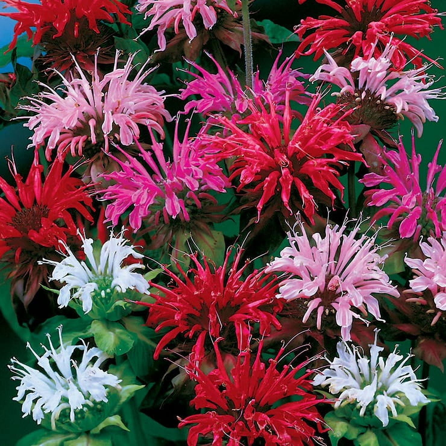 Park Seed Panorama Mix Bee Balm Seeds, Ultra-Colorful Fragrant Flowers ...