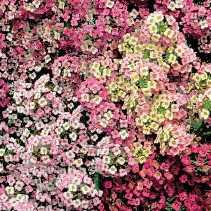 Park Seed Pastel Carpet Sweet Alyssum Seeds, MHD1Vigorous and Colorful ...