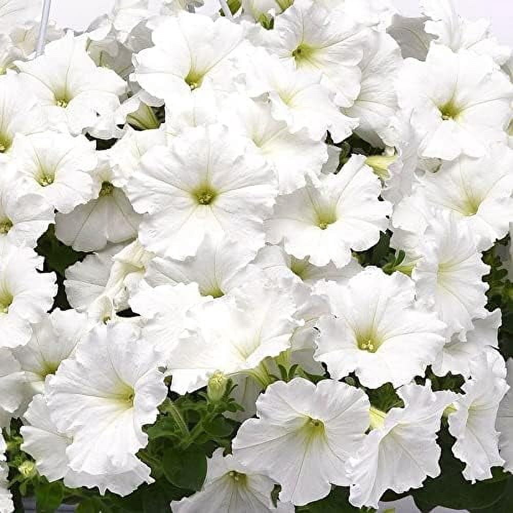 Park Seed Petunia Flowering Plant Seeds, Easy to Grow, Variety of ...