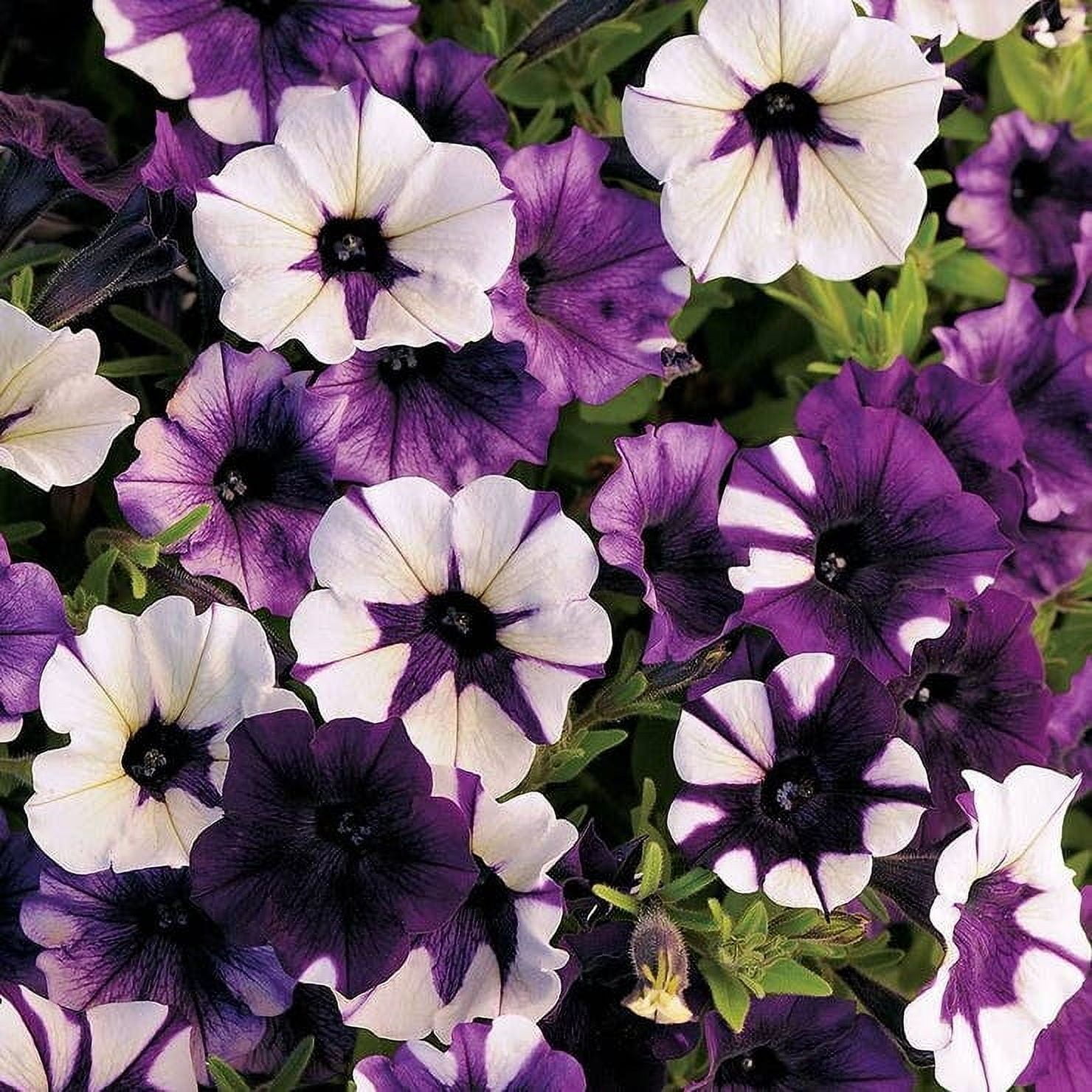 Park Seed Petunia Flowering Plant Seeds, Easy to Grow, Variety of ...