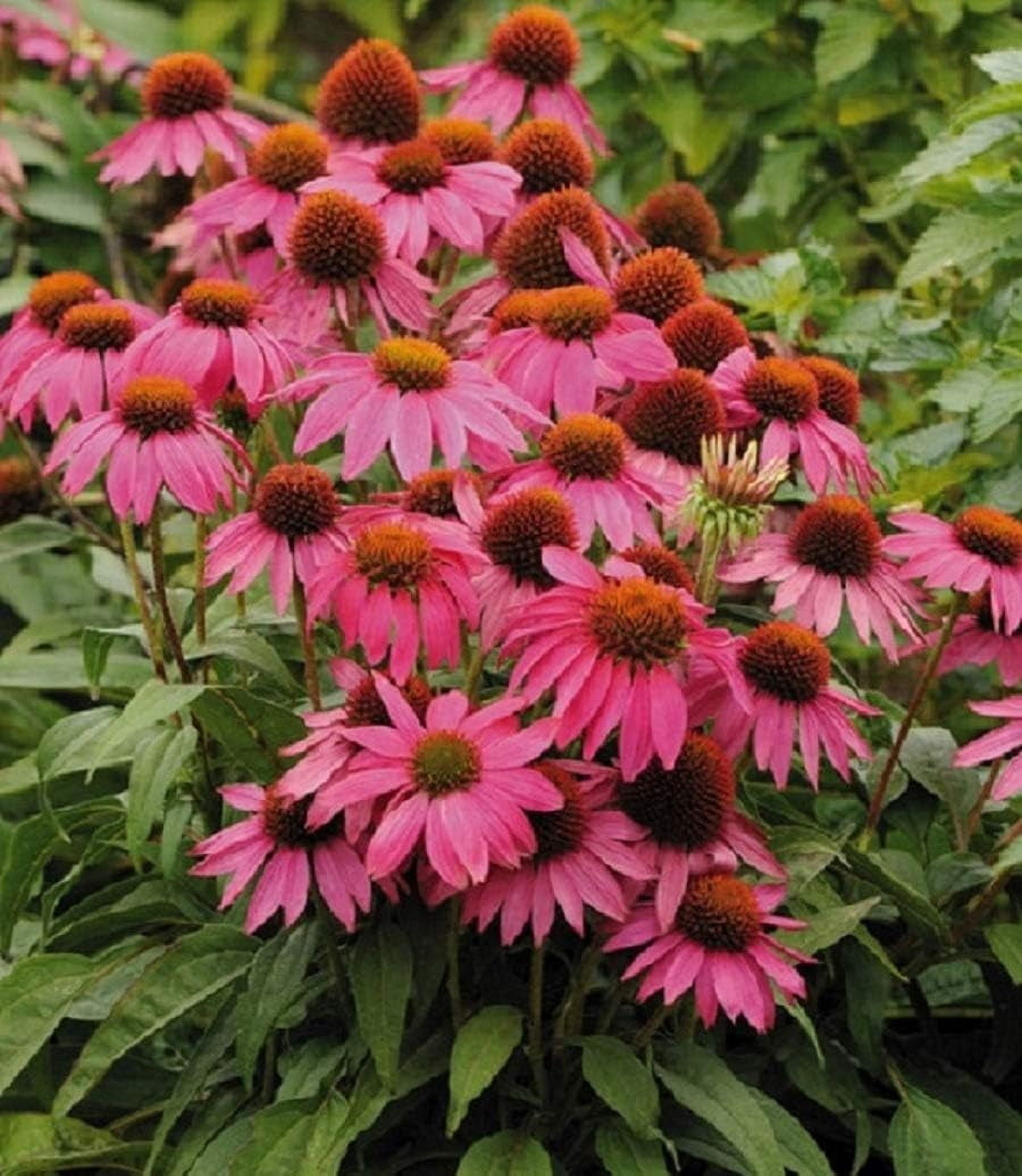 Park Seed PowWow Wild Berry Coneflower Seeds, Echinacea Seeds, Pink ...