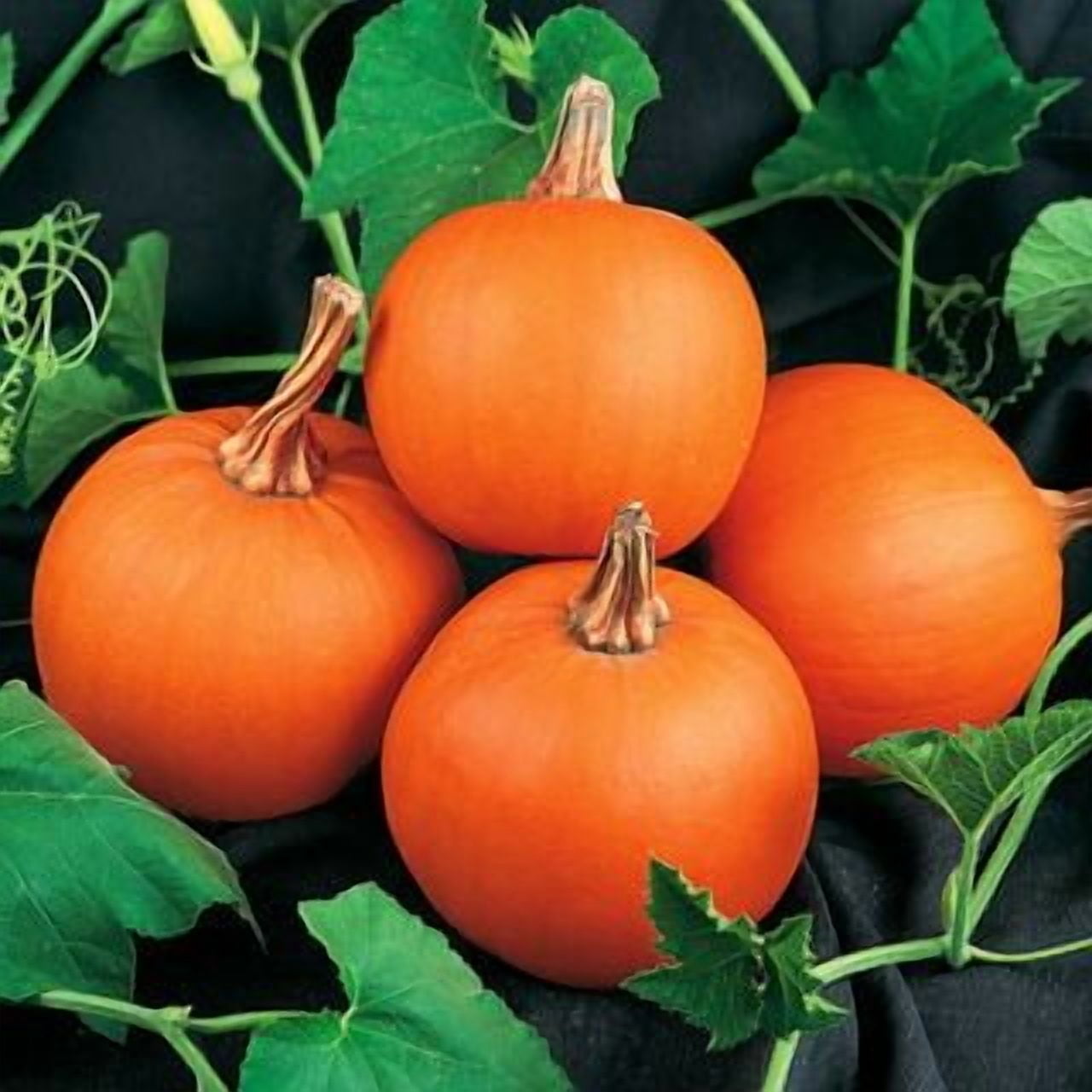 Park Seed Pumpkin, Wee B Little Pumpkin Seeds, Pack of 25 - Walmart.com