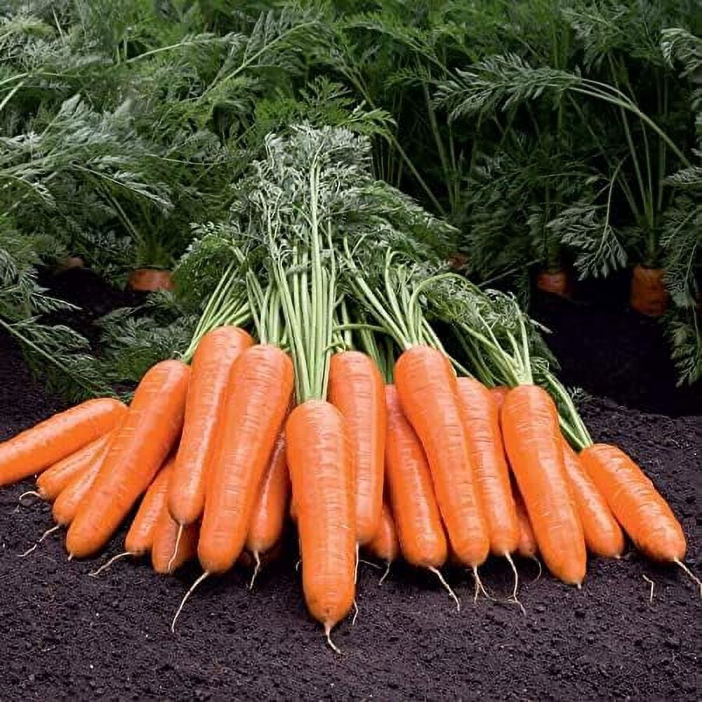 Park Seed Romance Hybrid Carrot Seed Tape, Easy to Grow, 15 Feet of ...