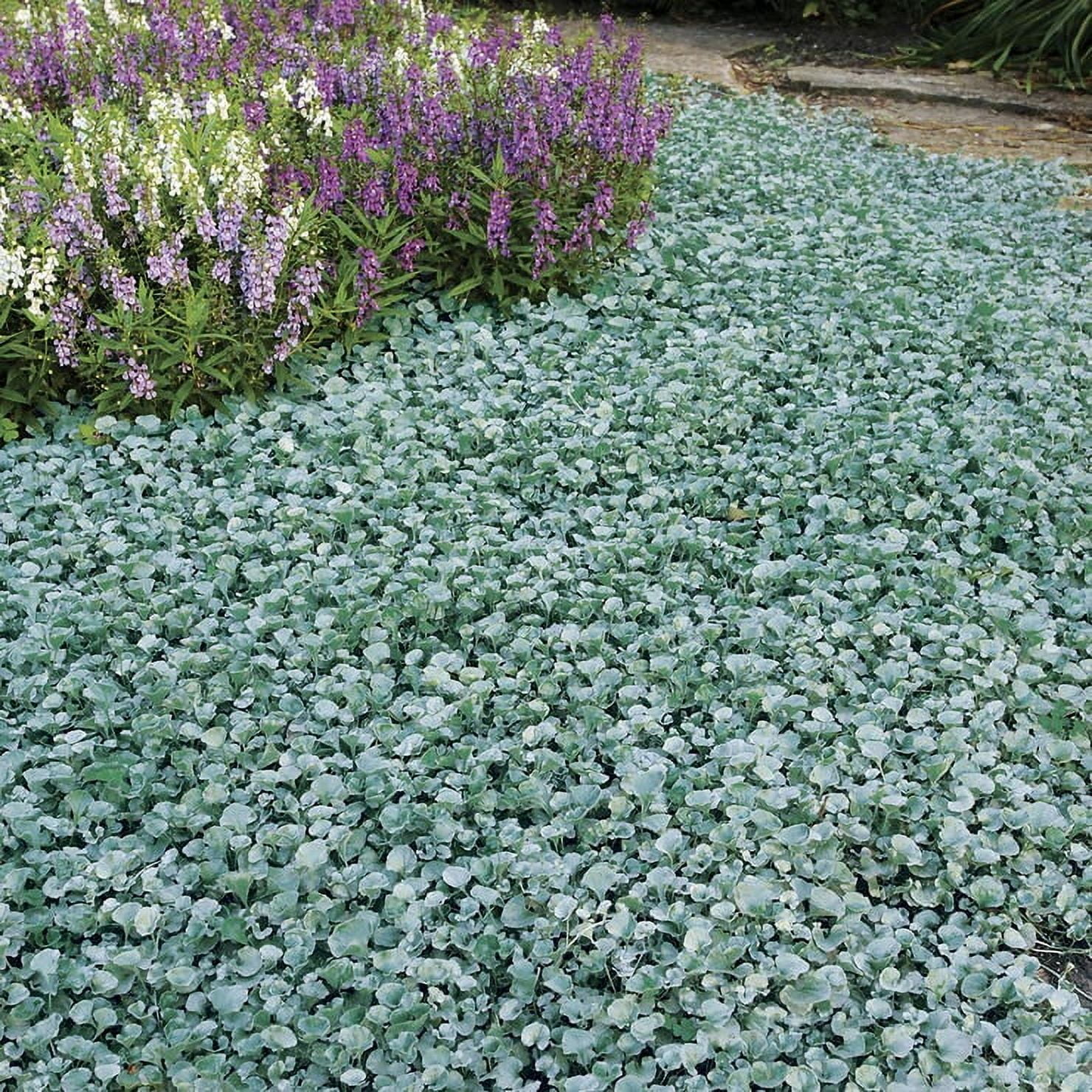 Park Seed Silver Falls Dichondra Ground Cover Seeds, Pack of 10 ...