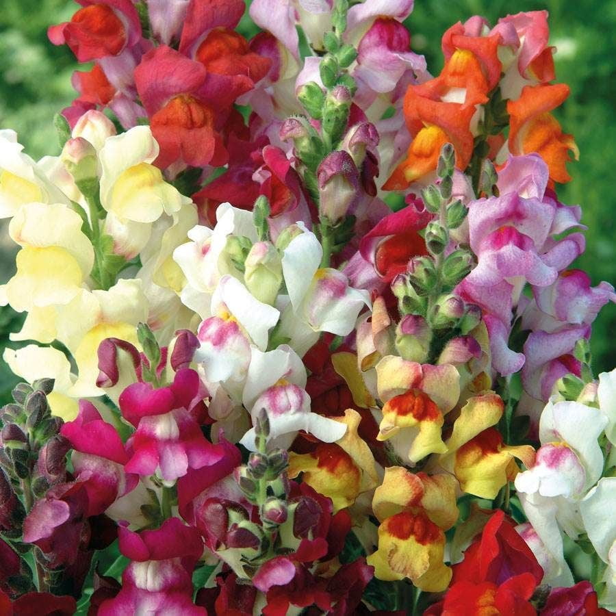 Park Seed Snap Dragon Flower Plant Seeds, Easy to Grow, Perfect for ...