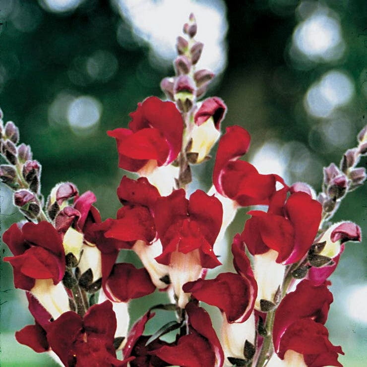 Park Seed Snap Dragon Flower Plant Seeds, Easy to Grow, Perfect for ...