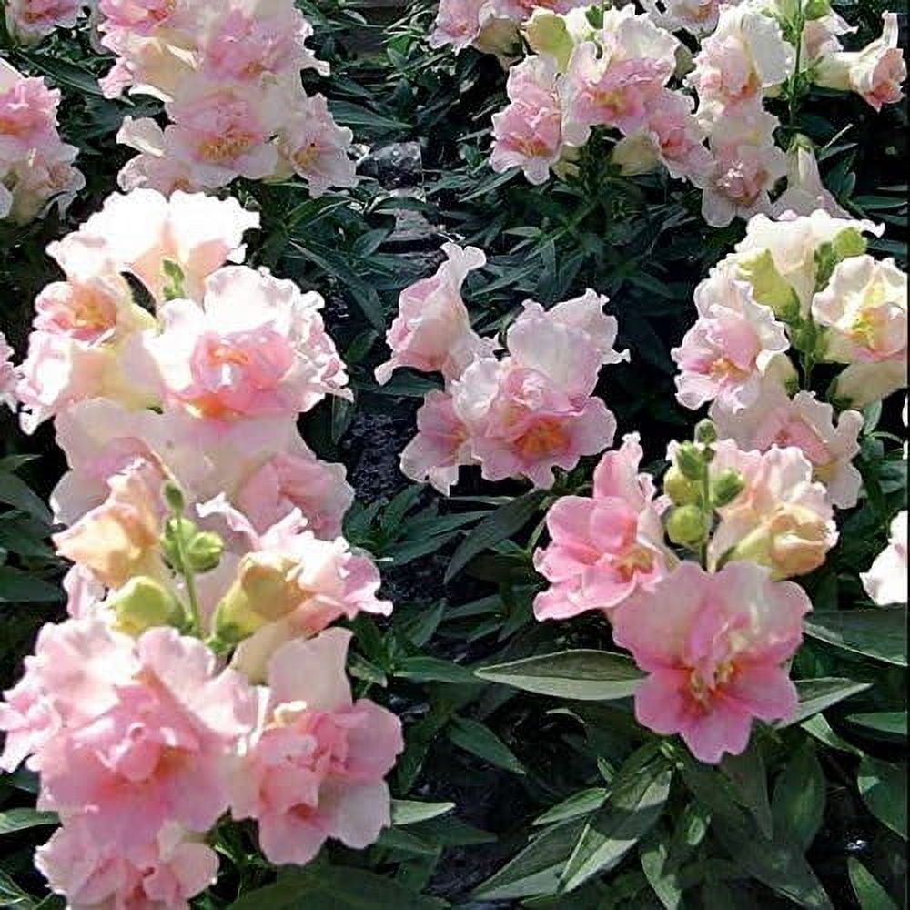 Park Seed Snap Dragon Flower Plant Seeds, Easy to Grow, Perfect for ...