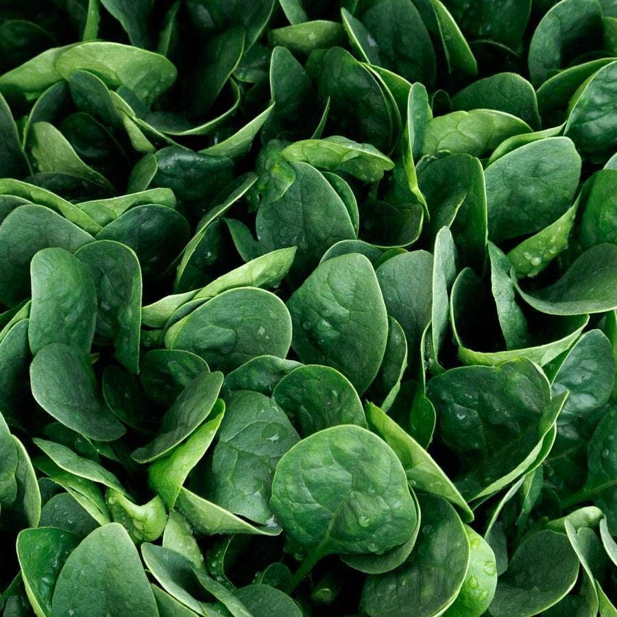 Park Seed Spinach Vegatable Plant Seeds, Easy to Grow, Variety of ...