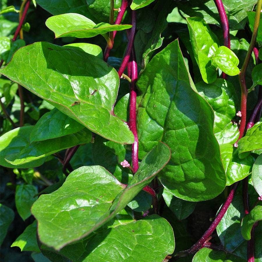 Park Seed Spinach Vegatable Plant Seeds, Easy to Grow, Variety of ...