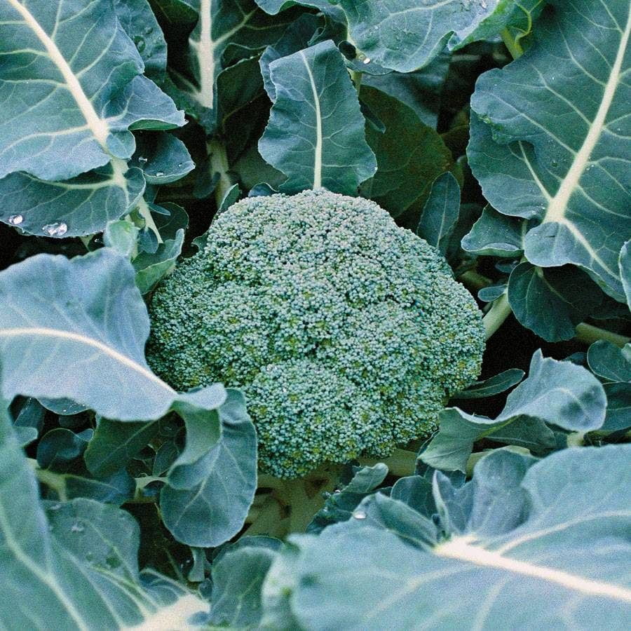 Park Seed Variety of Broccoli Plant Seeds, Easy to Grow, Perfect for ...