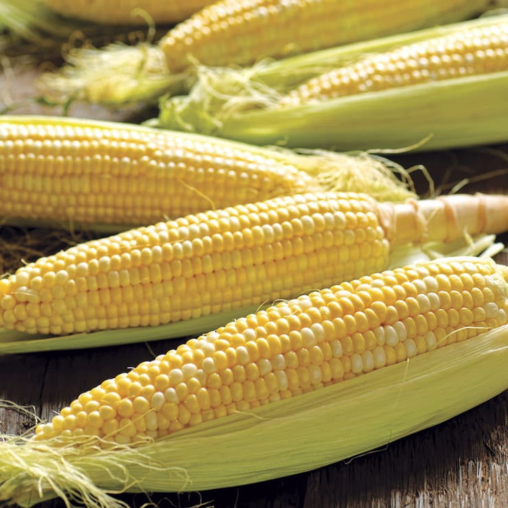 Park Seed Variety of Corn Vegetable Seeds, Plant Seeds, Easy to Grow ...