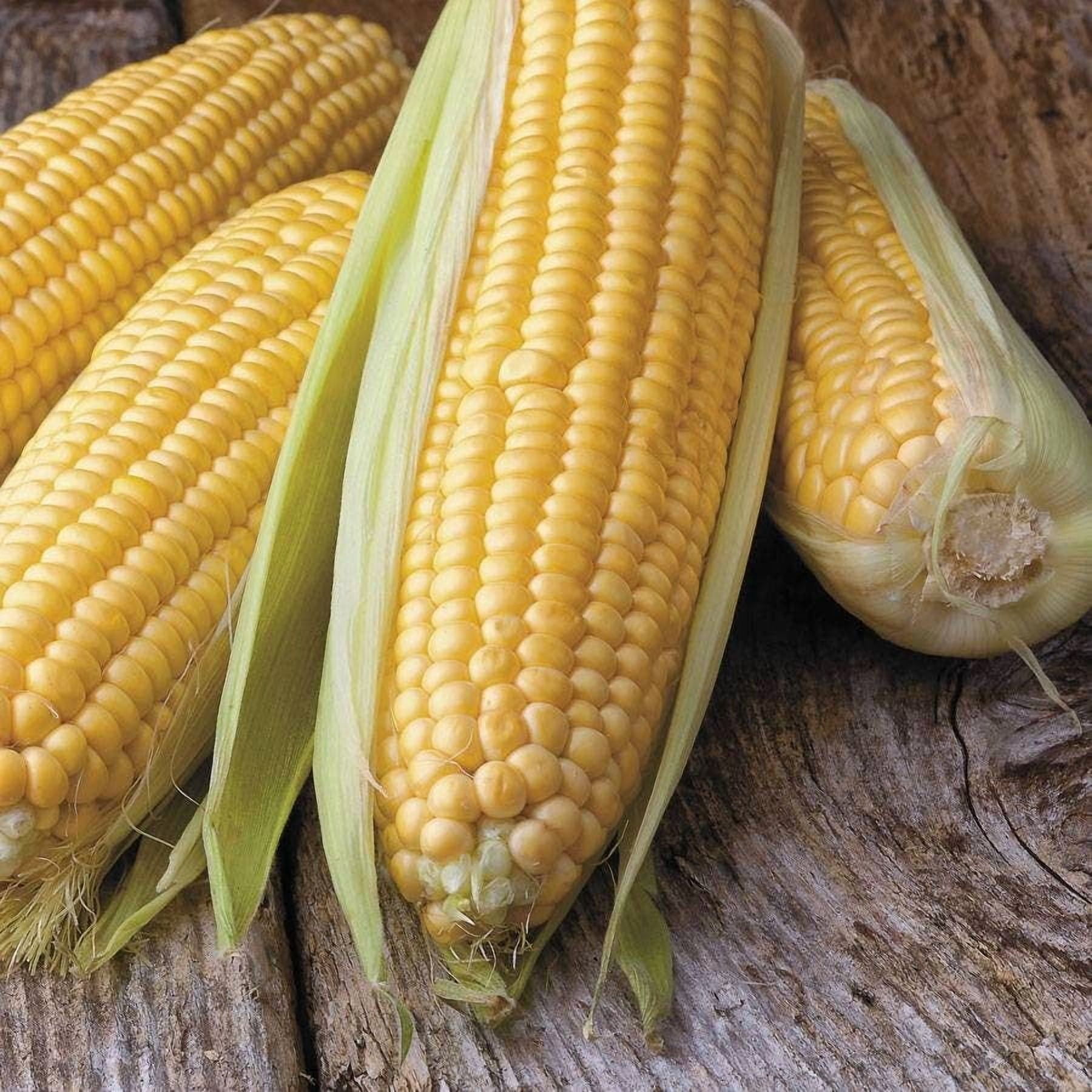 Park Seed Variety of Corn Vegetable Seeds, Plant Seeds, Easy to Grow ...