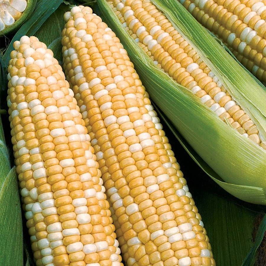 Park Seed Variety of Corn Vegetable Seeds, Plant Seeds, Easy to Grow ...