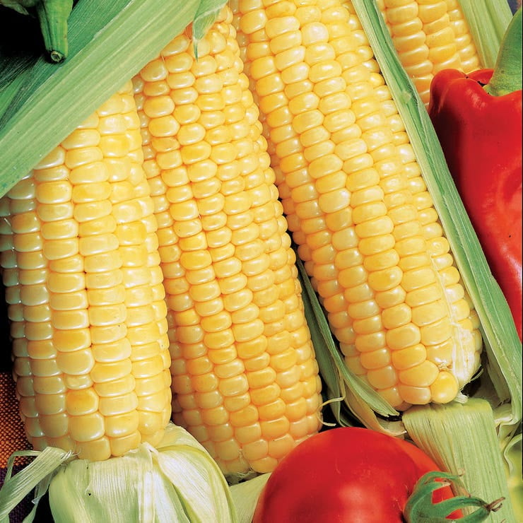 Park Seed Variety of Corn Vegetable Seeds, Plant Seeds, Easy to Grow ...