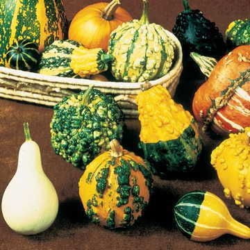 Park Seed Variety of Gourd Plant Seeds, Easy to Grow, Perfect for ...