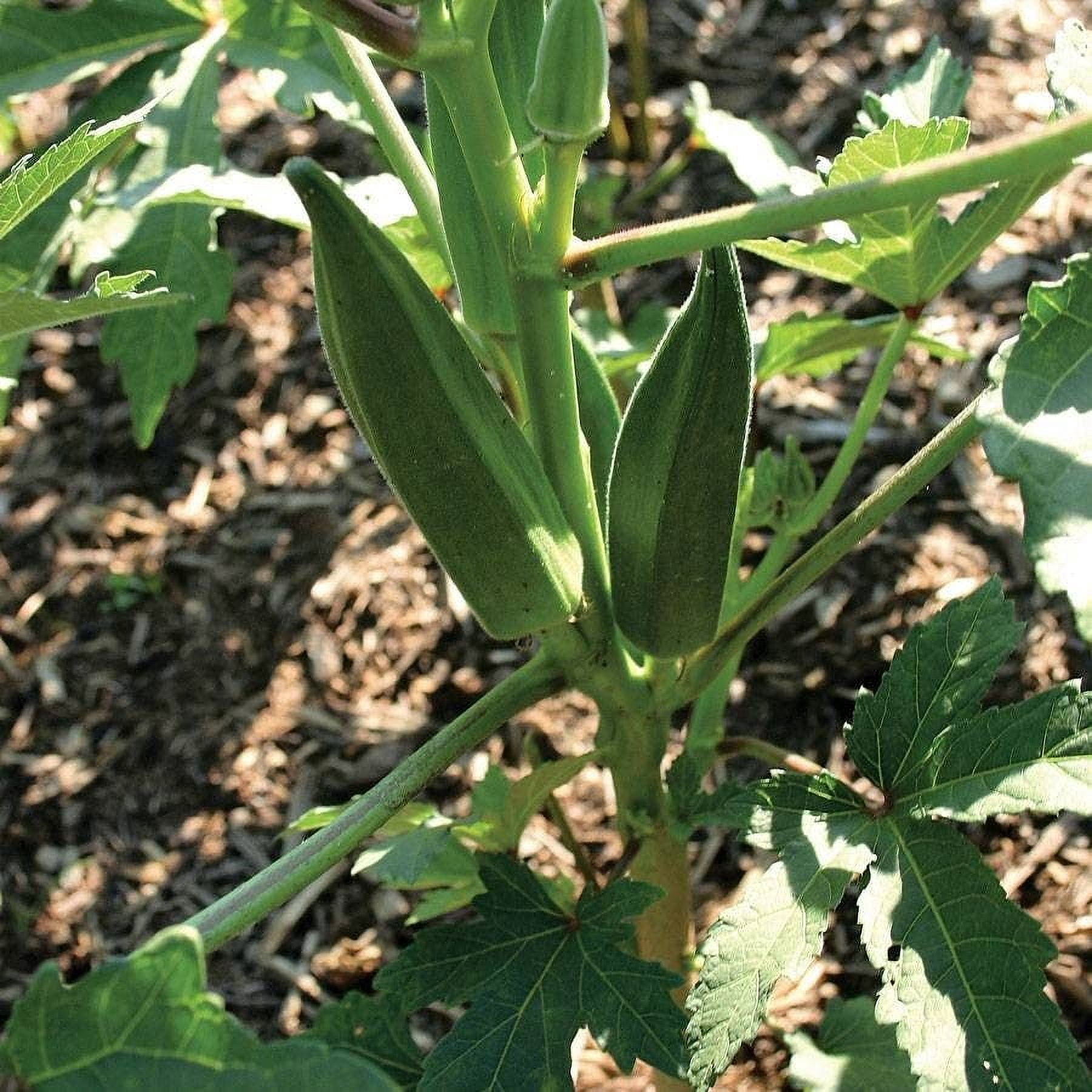 Park Seed Variety of Okra Plant Seeds, Easy to Grow, Perfect for Spring ...