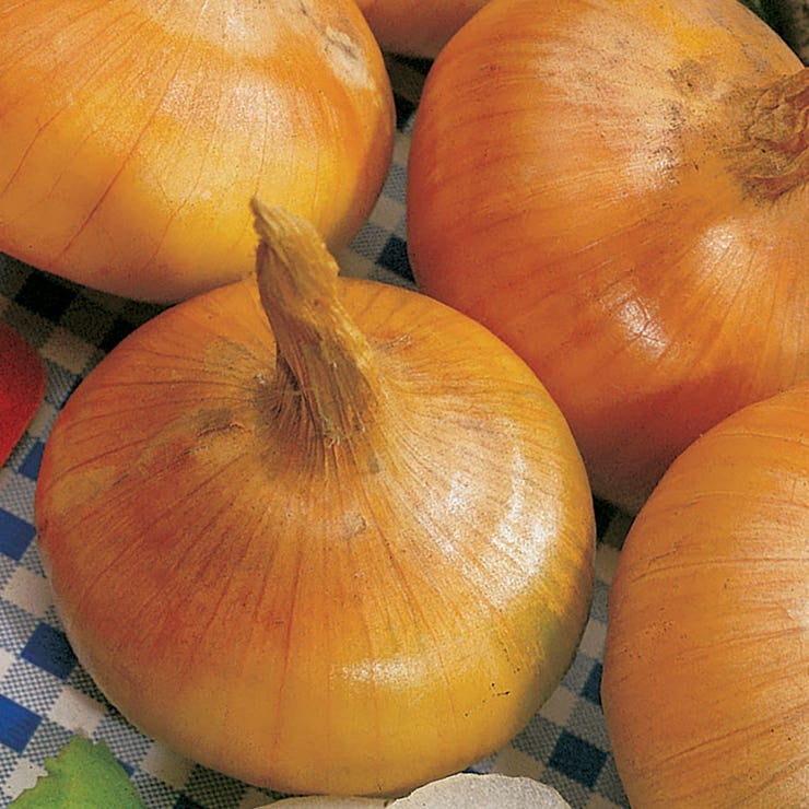 Park Seed Variety of Onions Plant Seeds, Easy to Grow, Perfect for ...