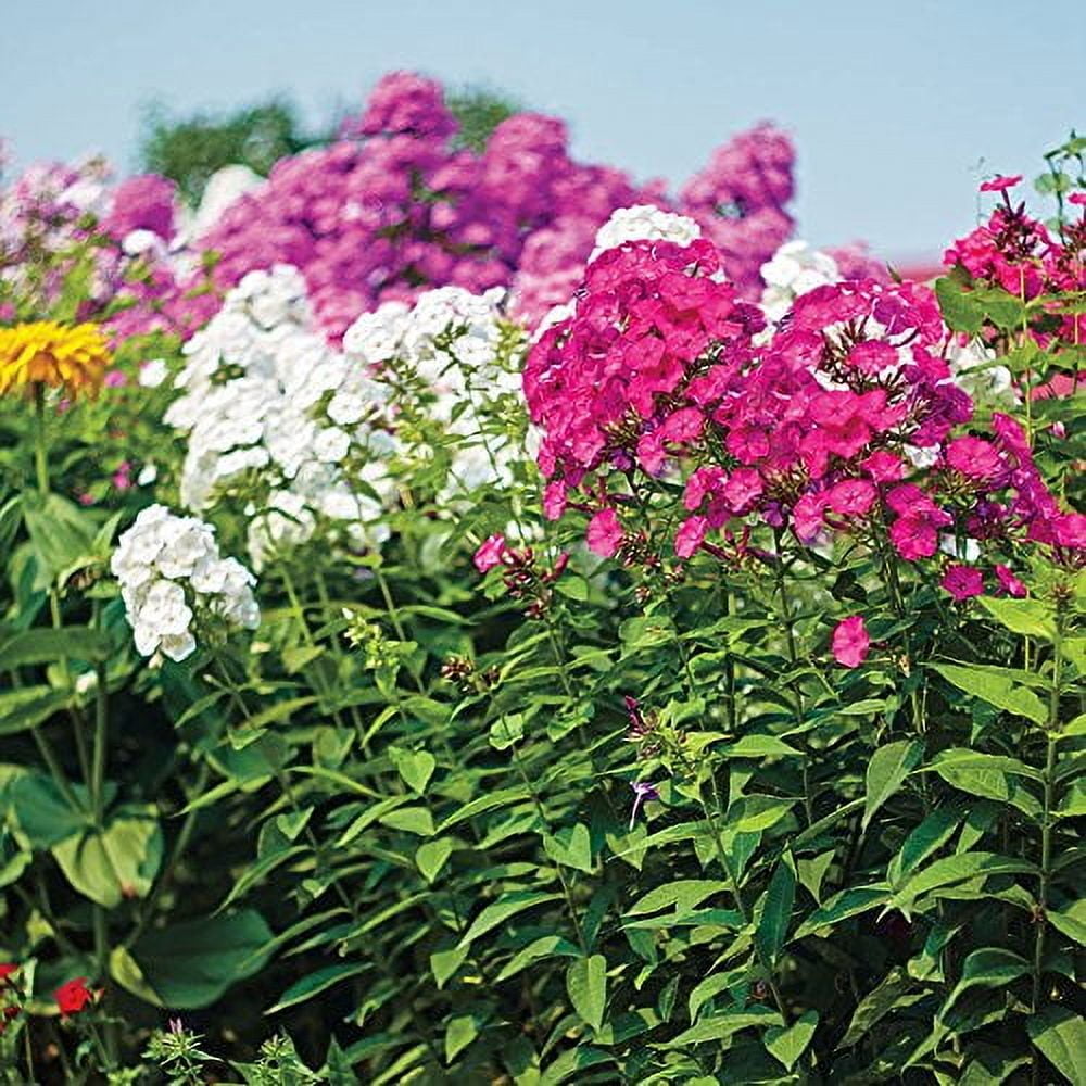 Park Seed Variety of Phlox Plant MVR1 Seeds, Easy to Grow, Perfect for ...