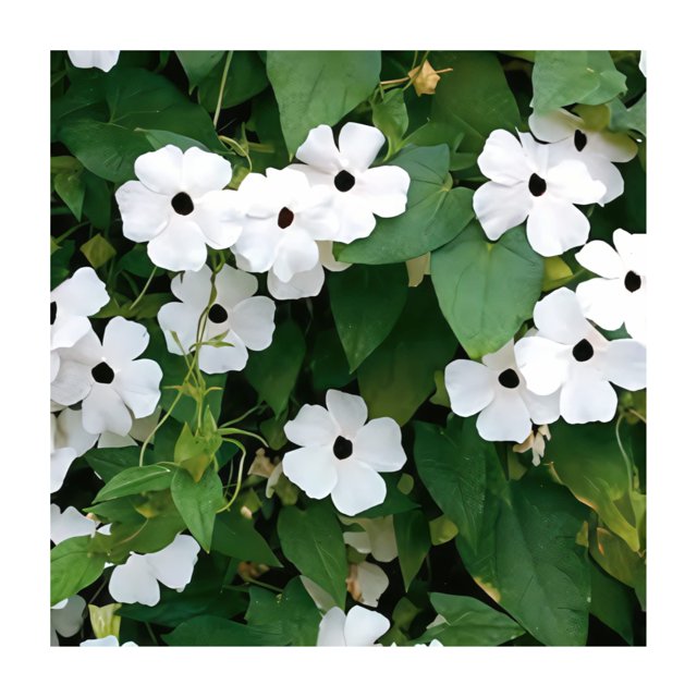 Park Seed White Black-Eyed Susan Vine MVR1 Thunbergia Seeds, Pack of 25 ...