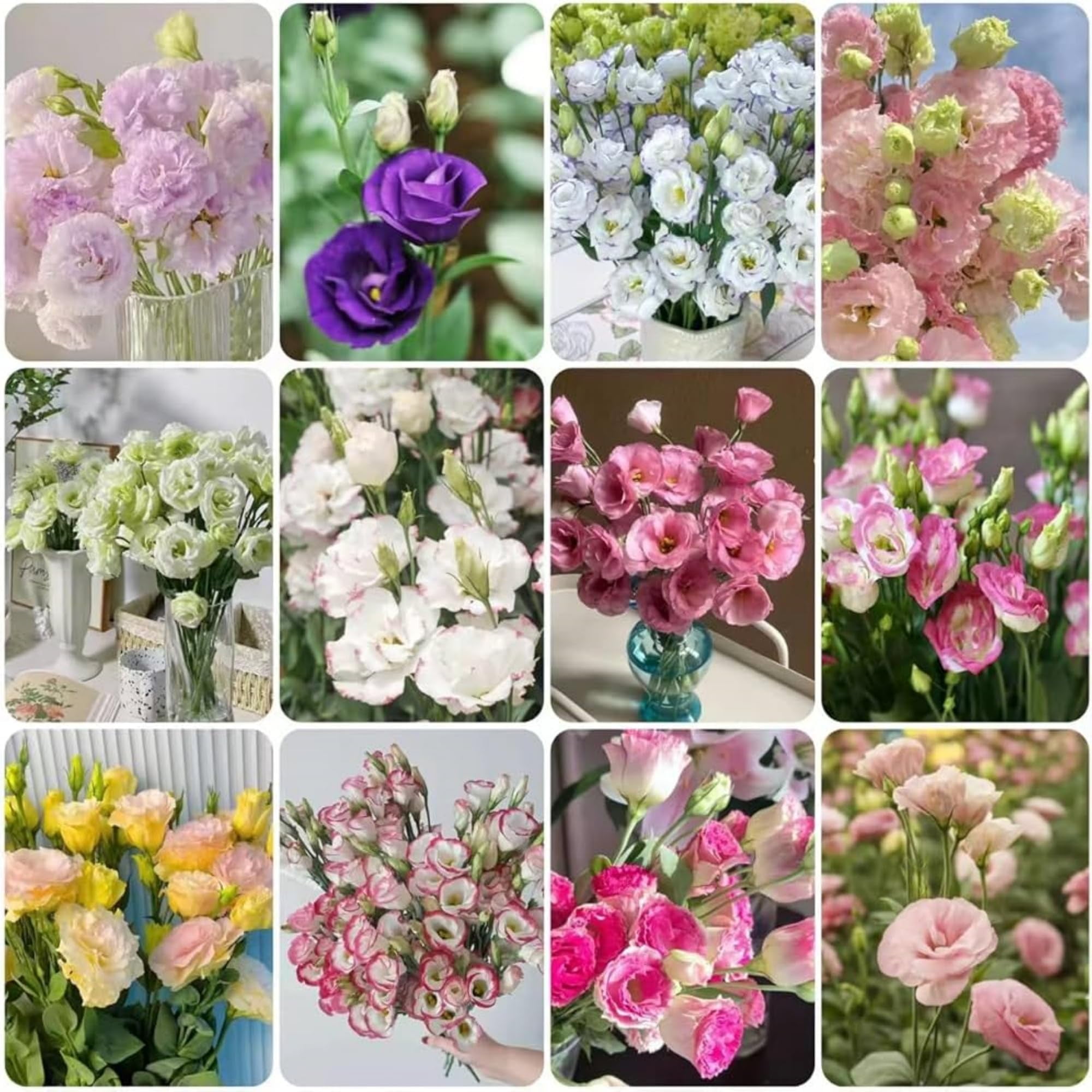 Park Seed Whopper Yellow Marigold Flower SMRSeeds - Giant 4-Inch Fully ...