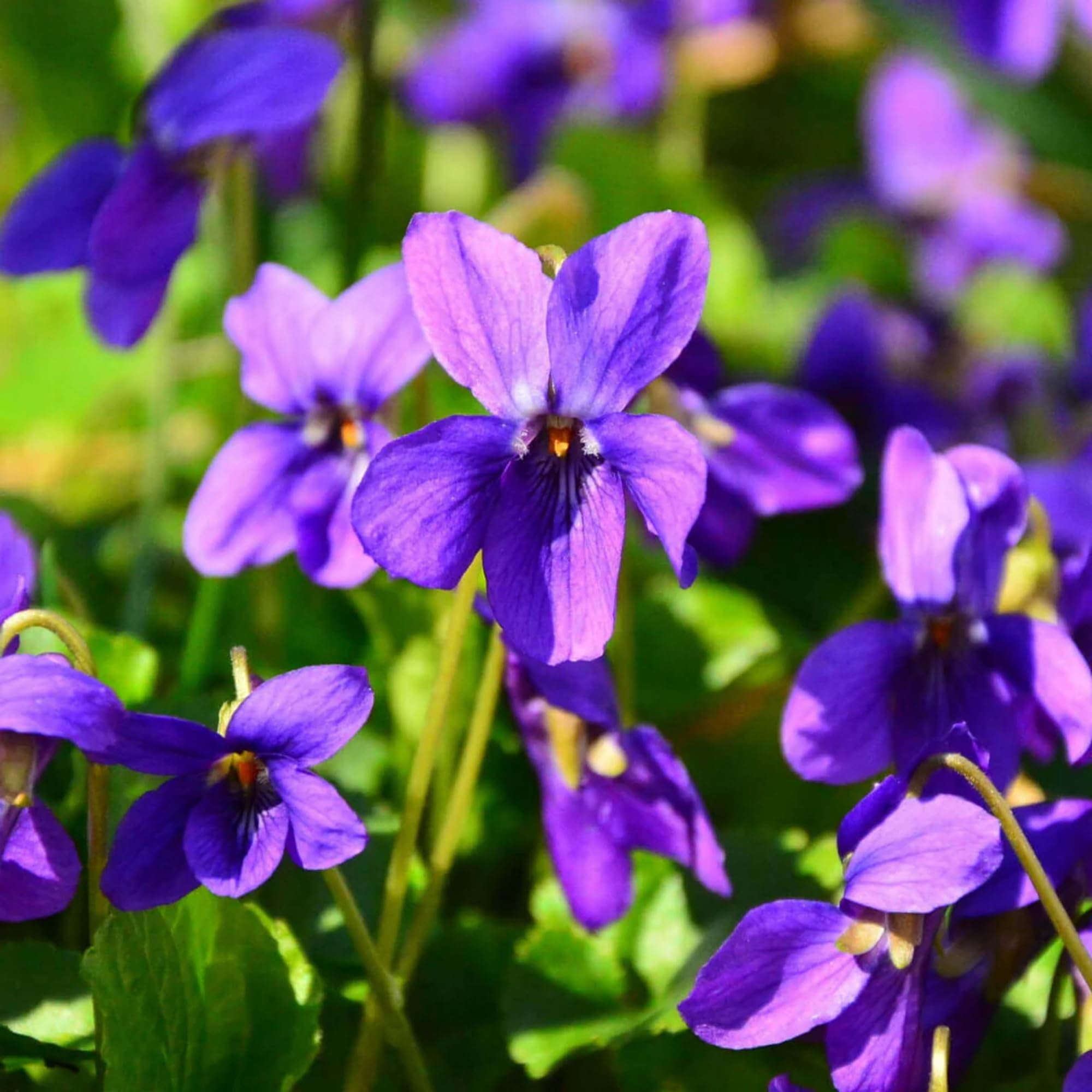 8000+ Viola SeedsITSC for Planting Perennial Sweet Violet Flower Seeds ...